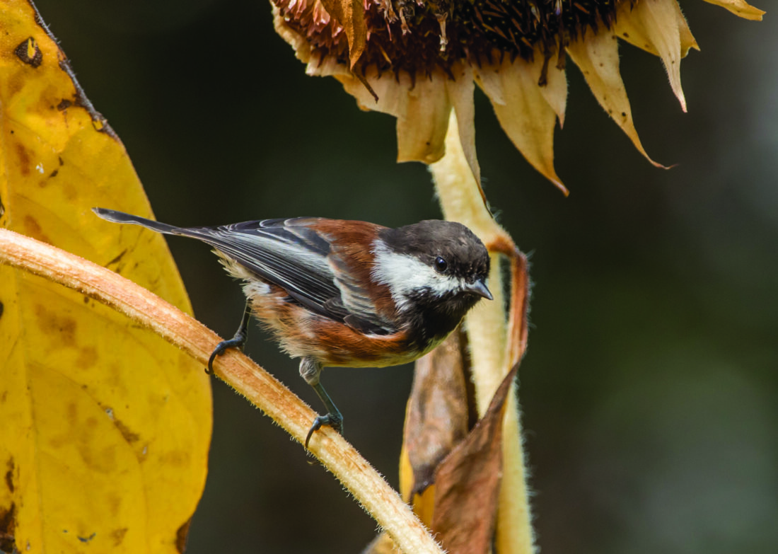 Types of Chickadees in North America - Grit